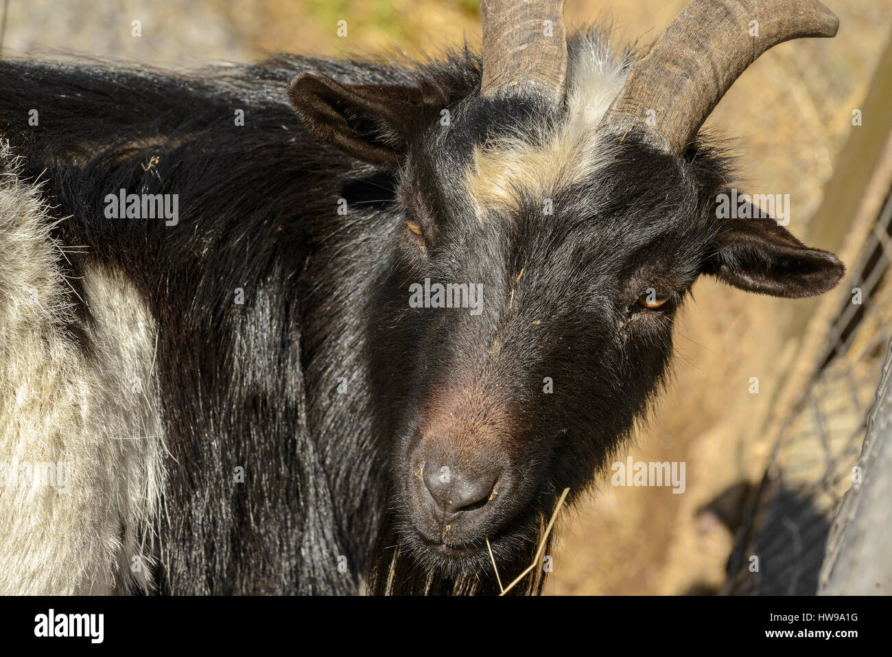 Goat, animal in the Parque de la Naturaleza de Cabarceno, Cantabria ...