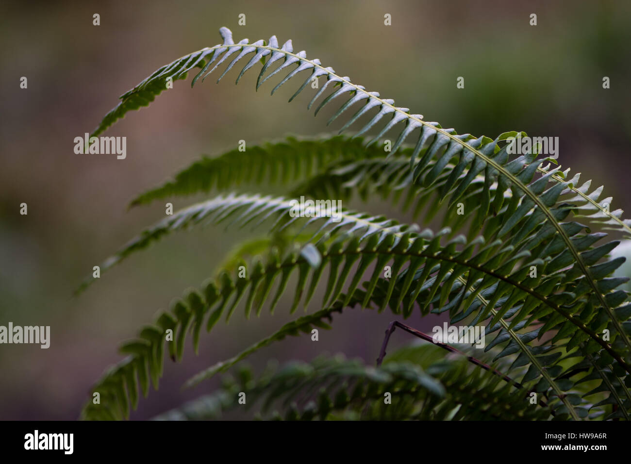 Hard-fern (Blechnum spicant) sterile fronds. Fern in the family ...