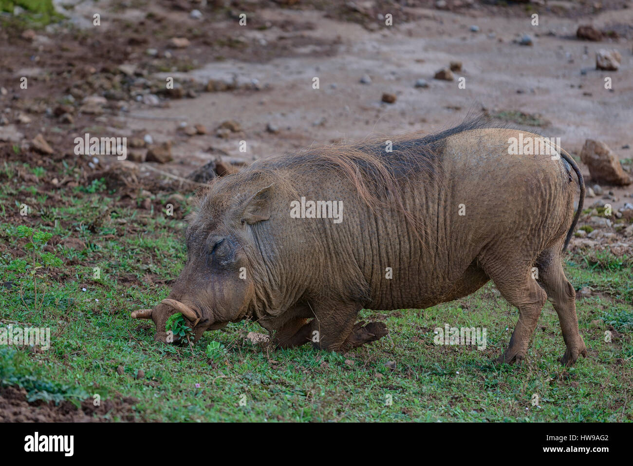 Types Of Pigs In Africa