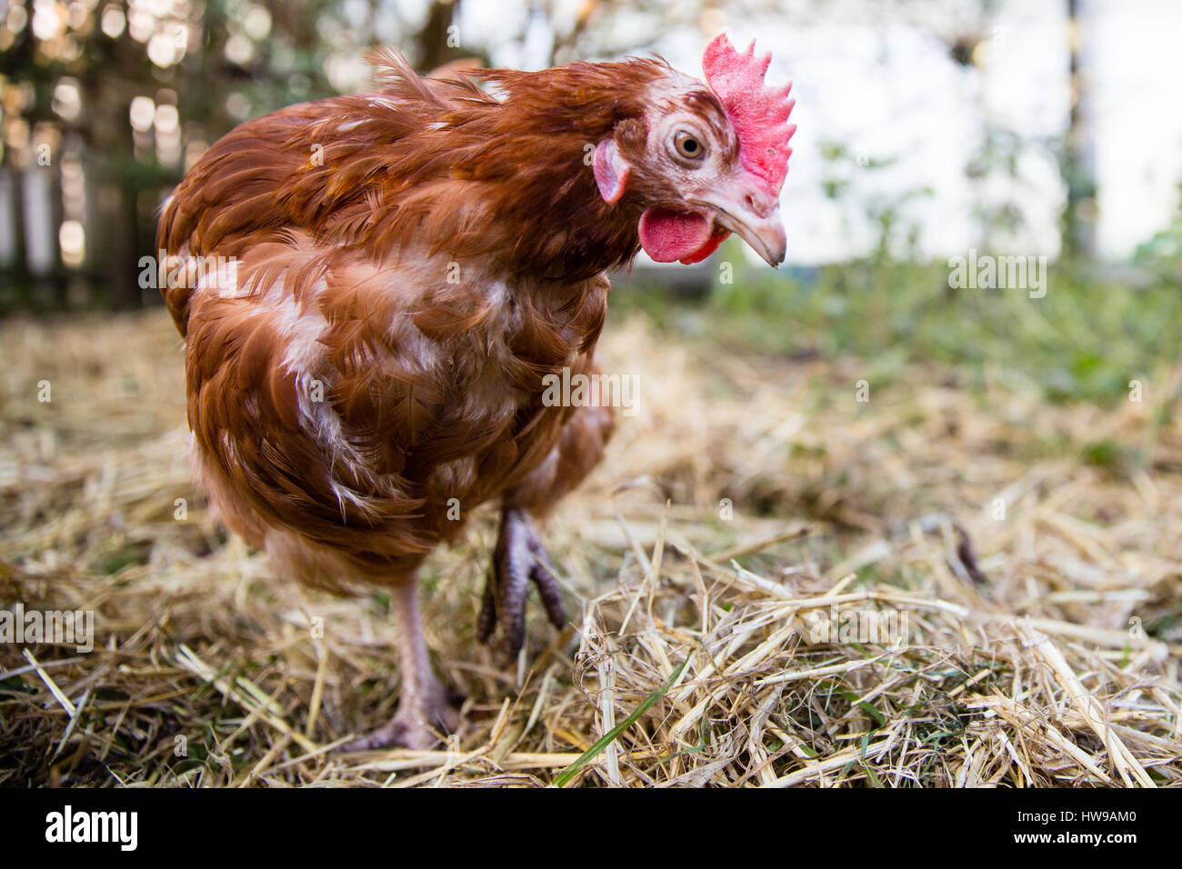 Rescued battery chicken hi-res stock photography and images - Alamy
