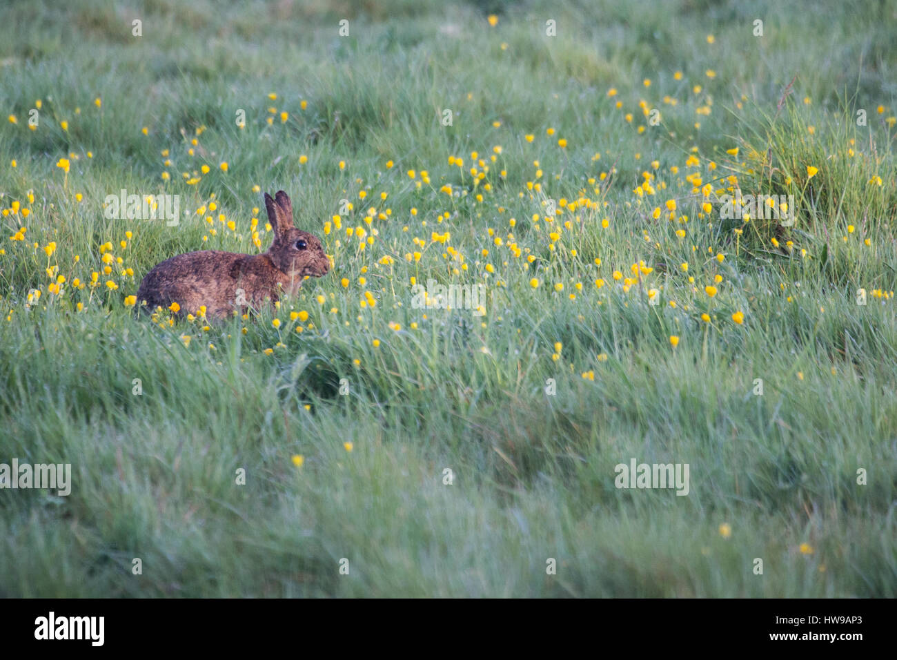 rabbit in field with buttercups Stock Photo - Alamy