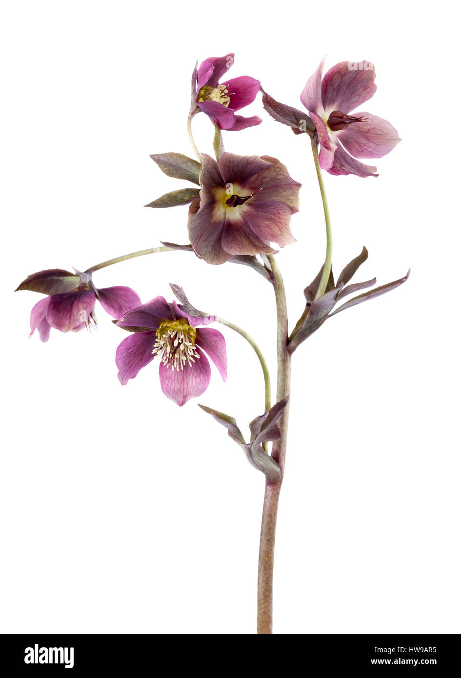 Spring flowers of hellebore isolated on white vertical composition ...
