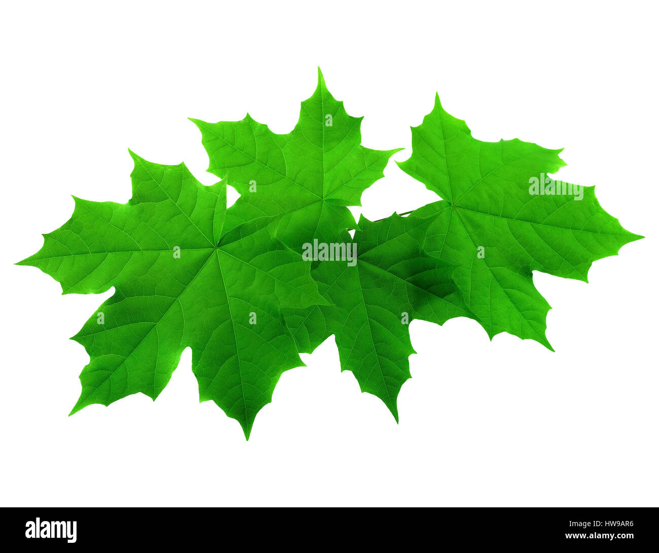 Green lush spring maple leaves isolated on white background Stock Photo ...