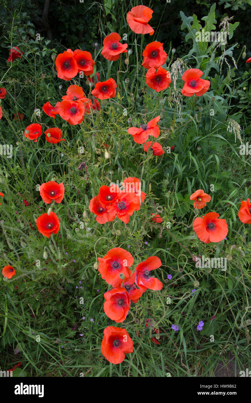English countryside flowers hi-res stock photography and images - Alamy