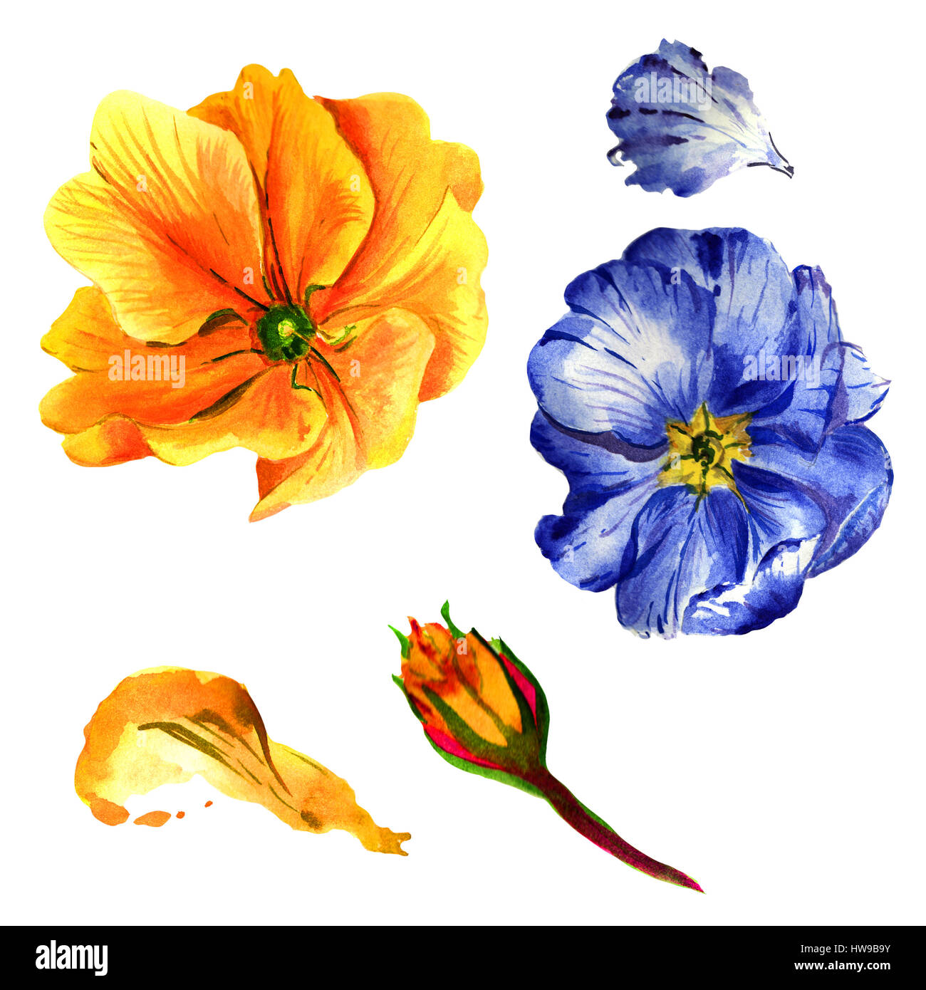 Wildflower primula flower in a watercolor style isolated Stock Photo ...