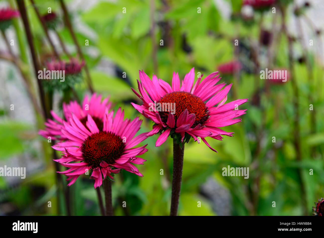 Echinacea purpurea Ruby Giant, echinaceas, coneflower, coneflowers, red ...