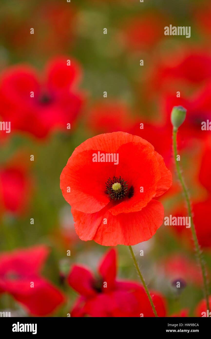 Portrait of single Common Red Poppy, Papaver rhoeas, in field of ...