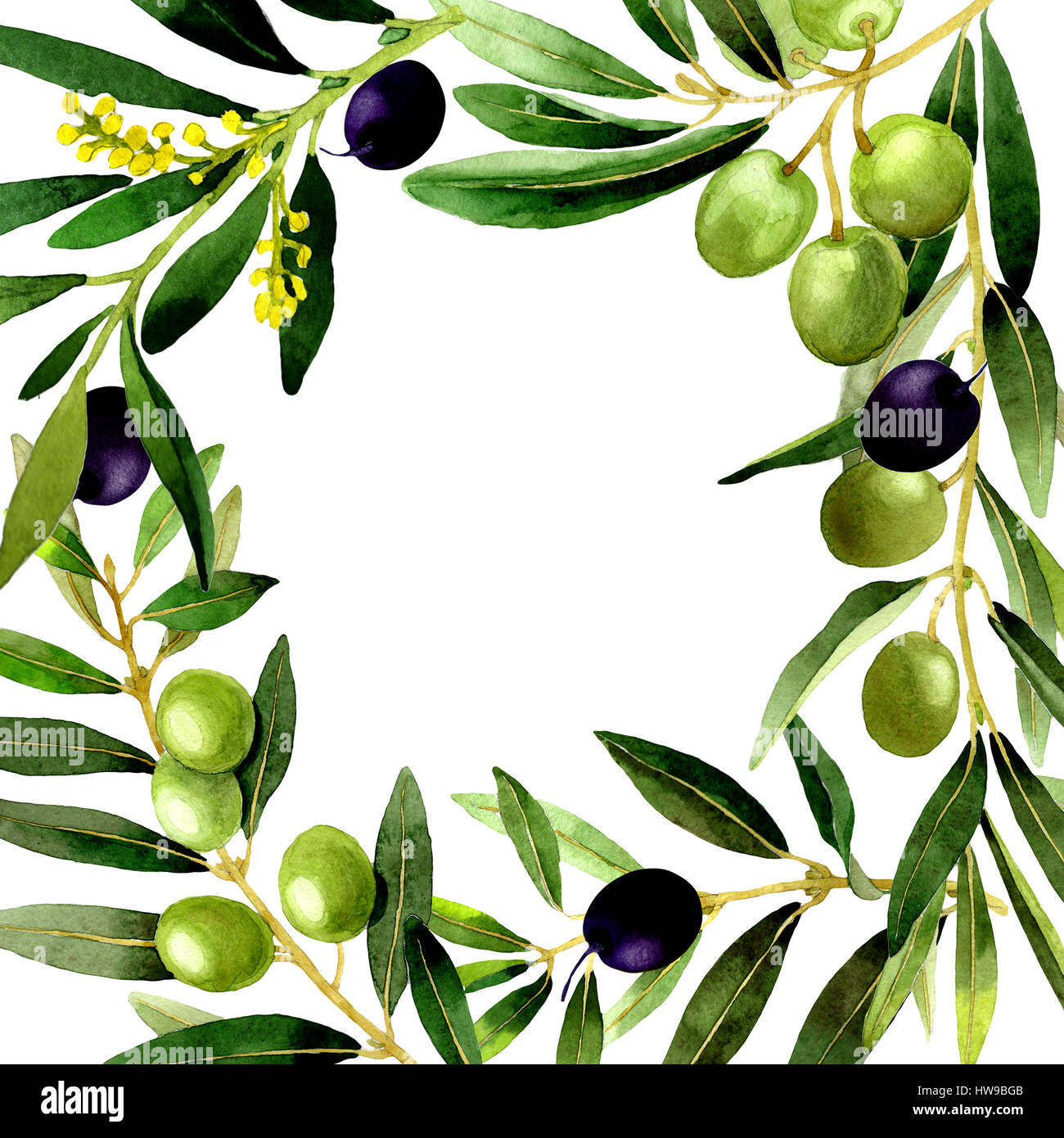 Olive tree frame in a watercolor style isolated Stock Photo - Alamy