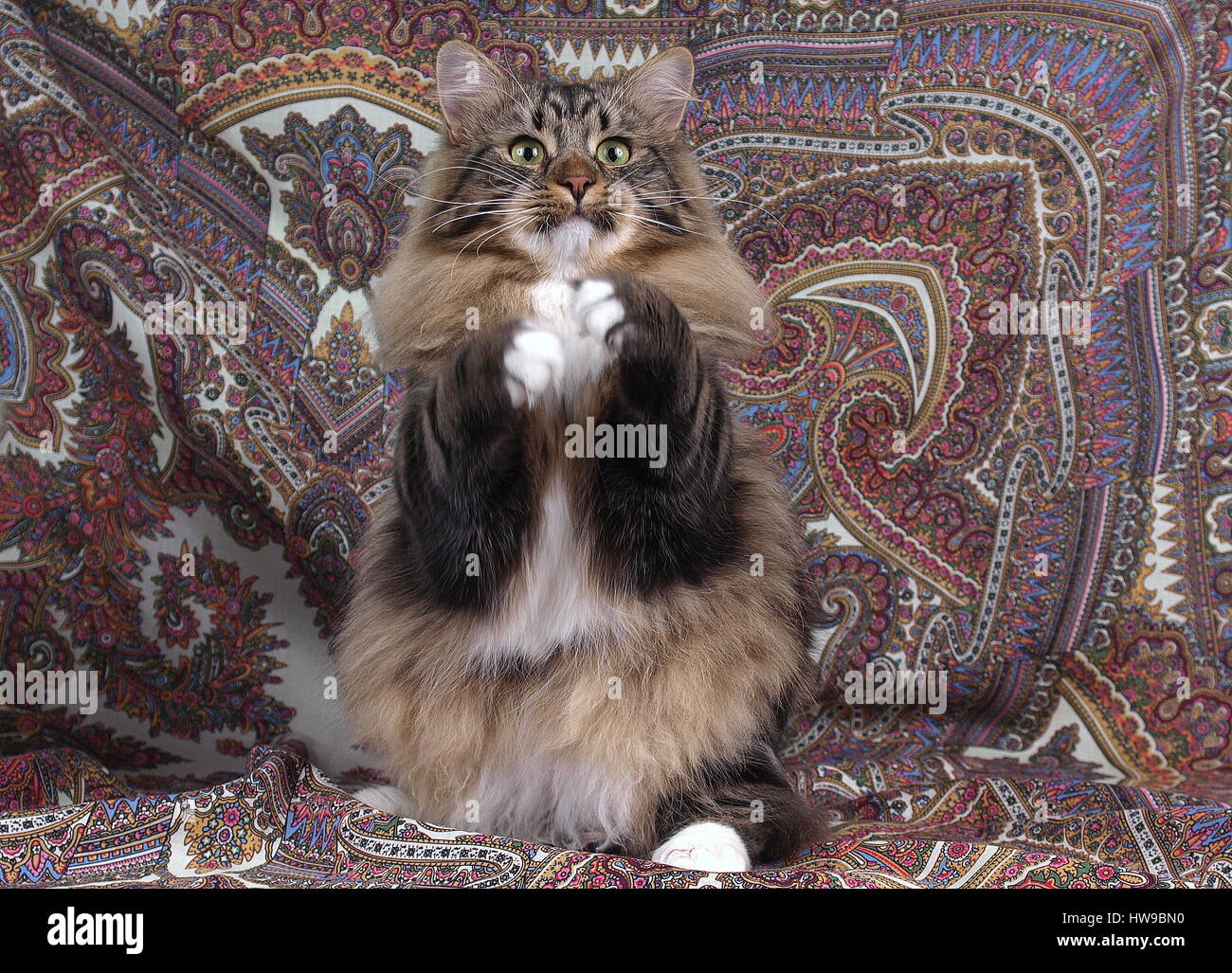 a Cats, lovely fluffy a pets. kitty Stock Photo - Alamy