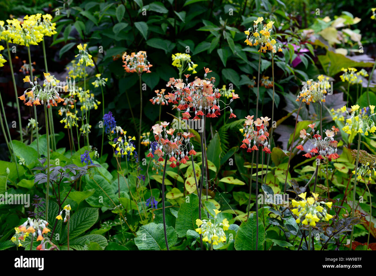 Primula Florindae, giant cowslip, primrose, primroses, yellow, red ...