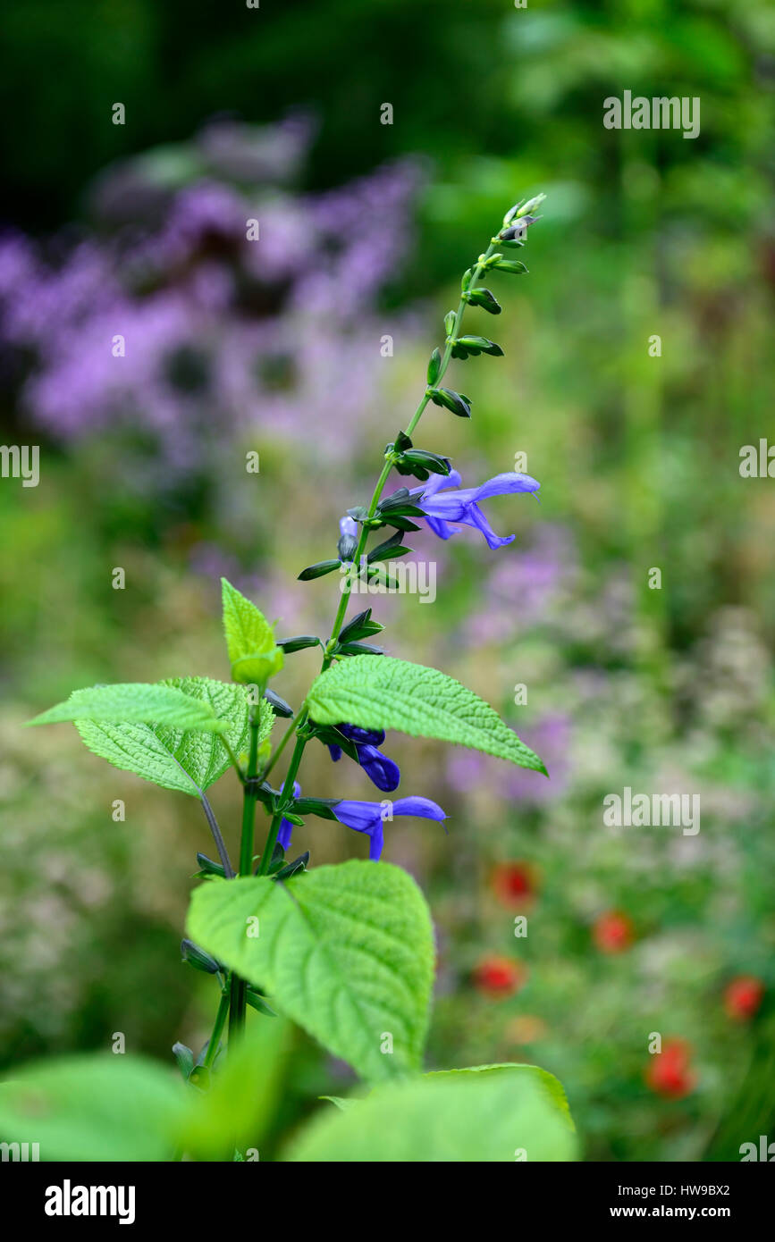 Salvia patens Cambridge Blue, Blue Gentian Sage, sages, tender ...