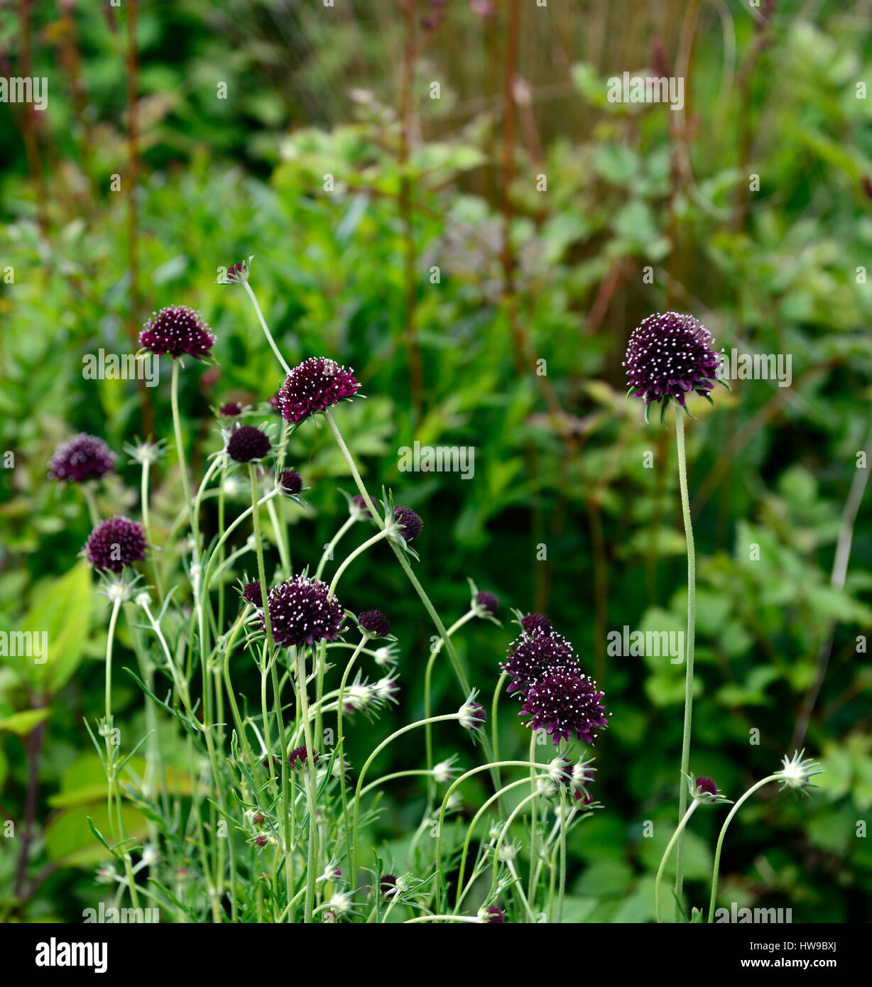 Scabiosa atropurpurea Chile Black, dark, purple, white, flower, flowers ...