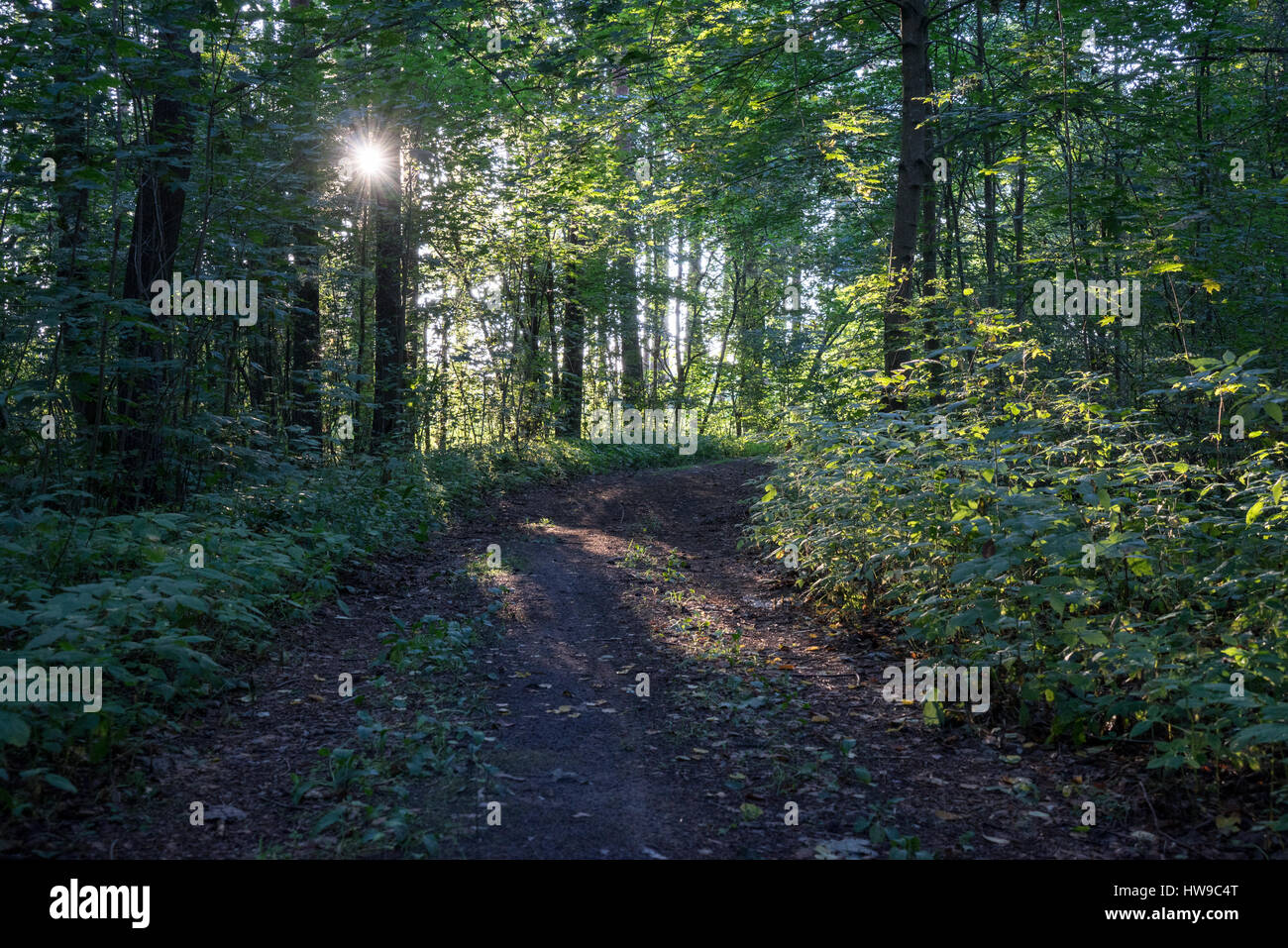 slightly lit road in the forest Stock Photo - Alamy