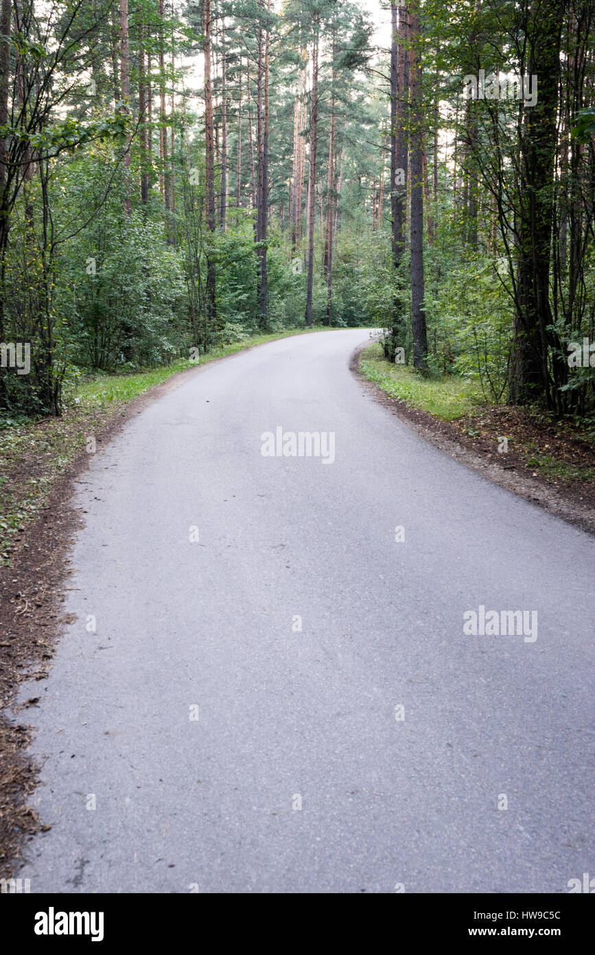 slightly lit road in the forest Stock Photo - Alamy