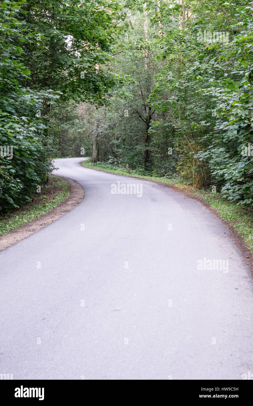 slightly lit road in the forest Stock Photo - Alamy