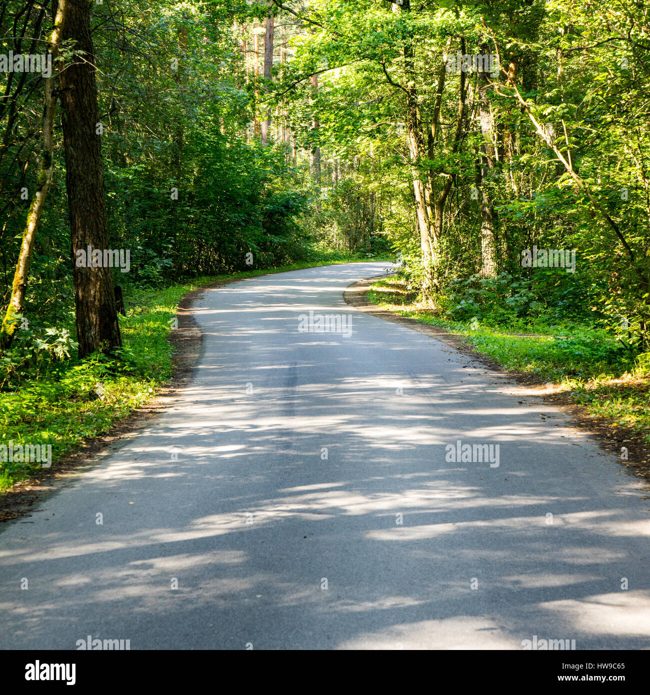 slightly lit road in the forest - square image Stock Photo - Alamy