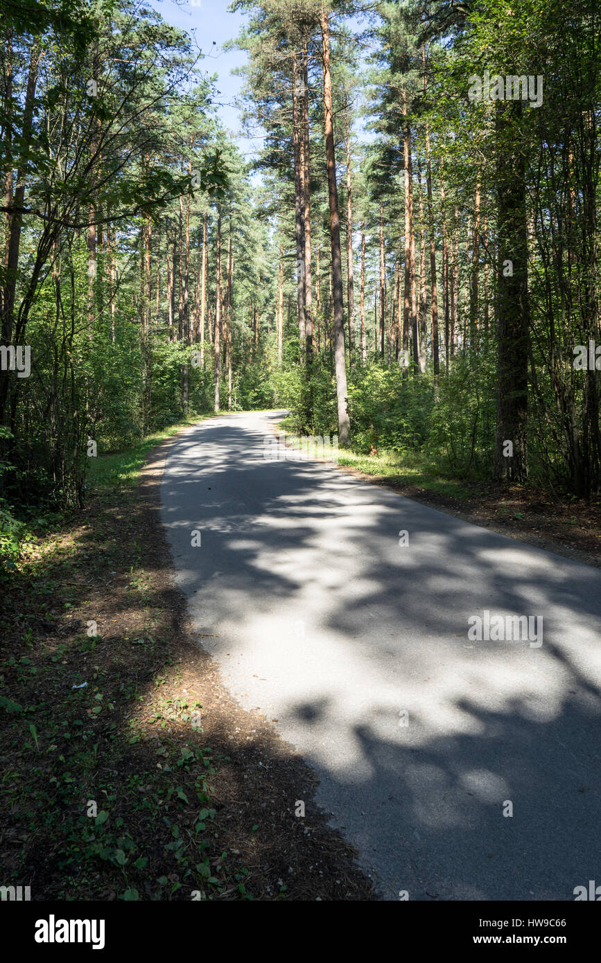 slightly lit road in the forest Stock Photo - Alamy