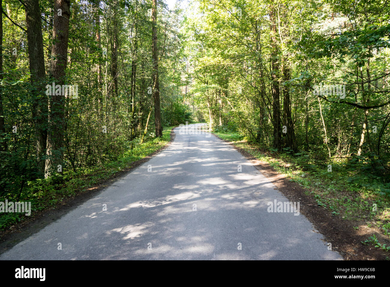 slightly lit road in the forest Stock Photo - Alamy