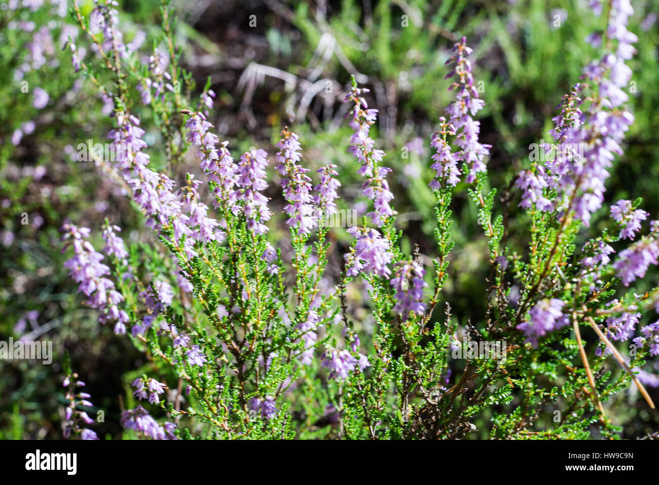 flowers of heather in the forest Stock Photo - Alamy