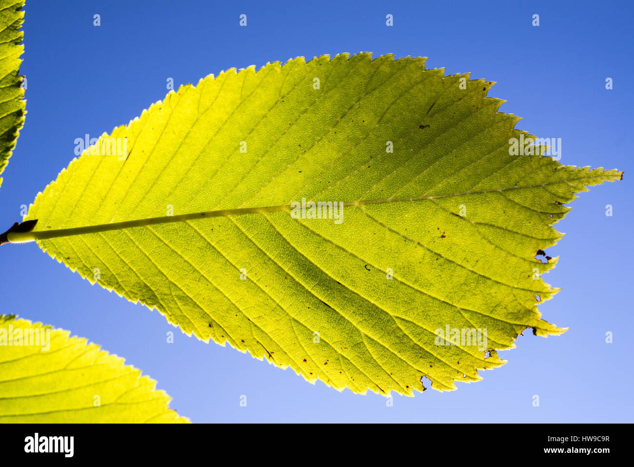 linden tree leaves in sunlight Stock Photo - Alamy