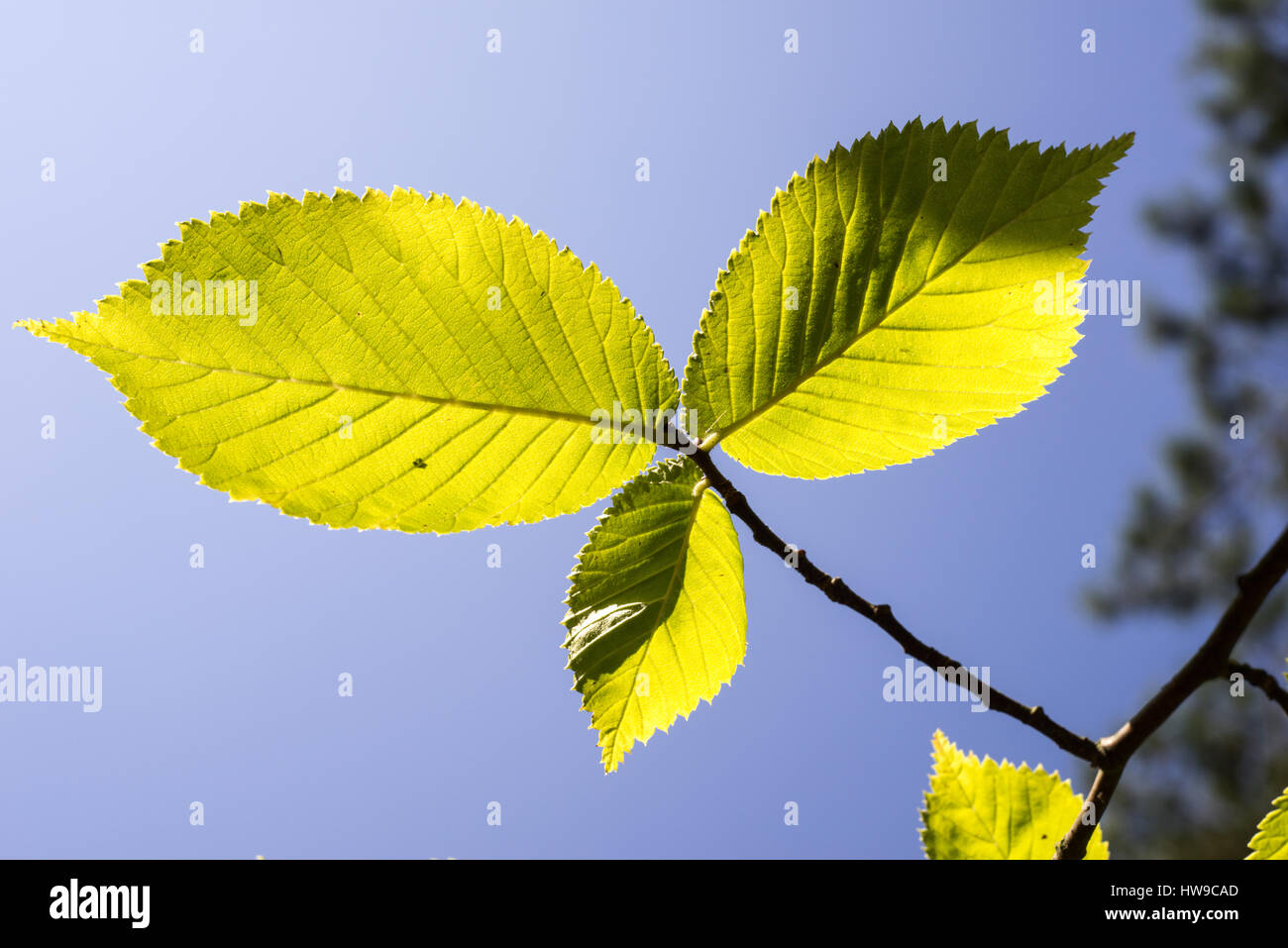 linden tree leaves in sunlight Stock Photo - Alamy