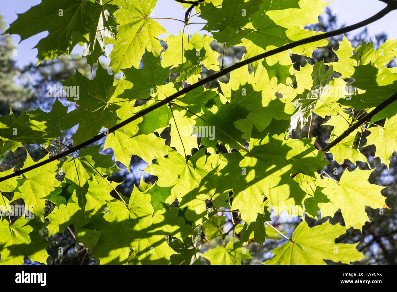 mapple tree leaves in sunlight Stock Photo - Alamy