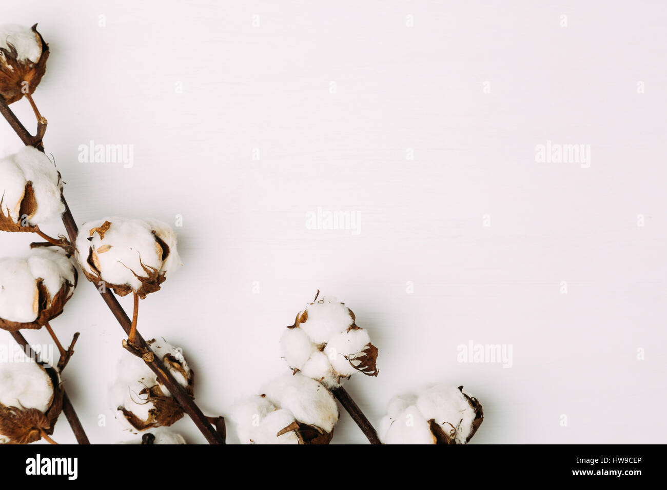 Cotton flowers on white background Stock Photo - Alamy