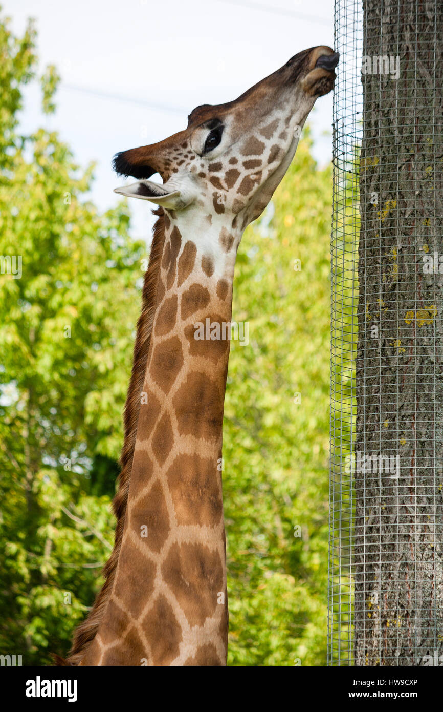 Giraffe licking grid Stock Photo - Alamy
