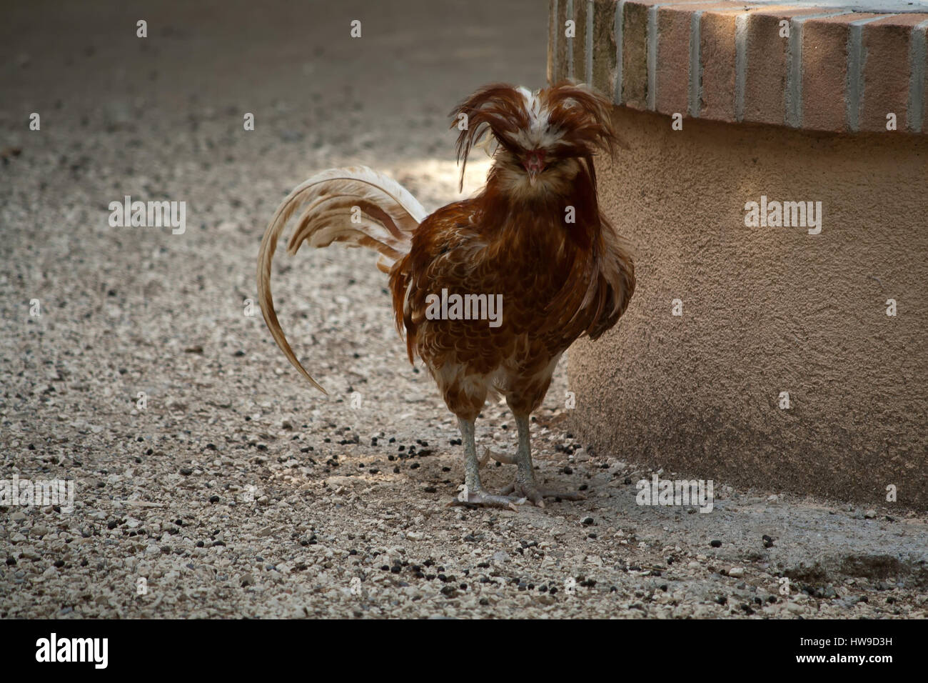 A Padovana Chicken Stock Photo - Alamy