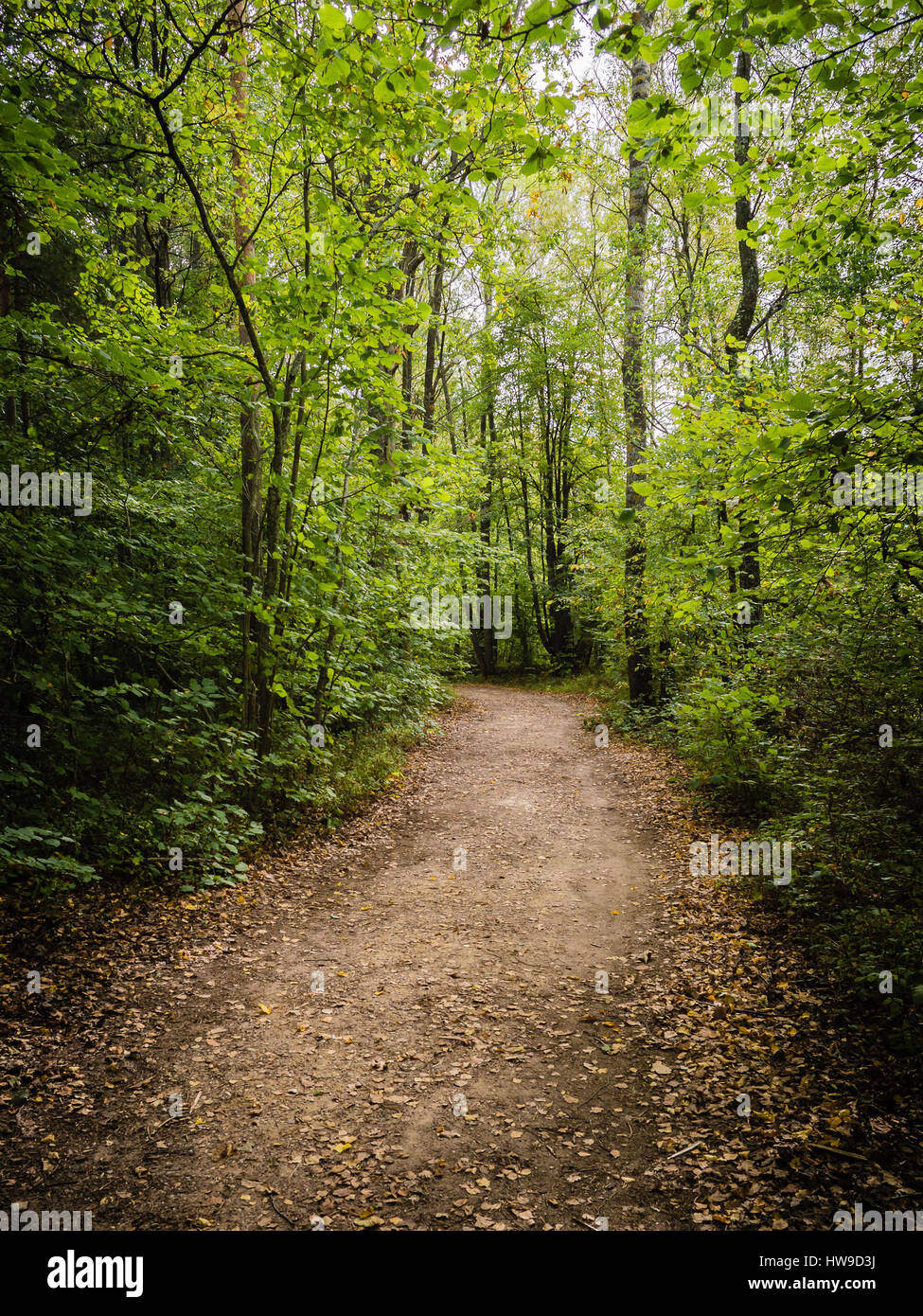 country road alley lit by evening sun in summer Stock Photo - Alamy