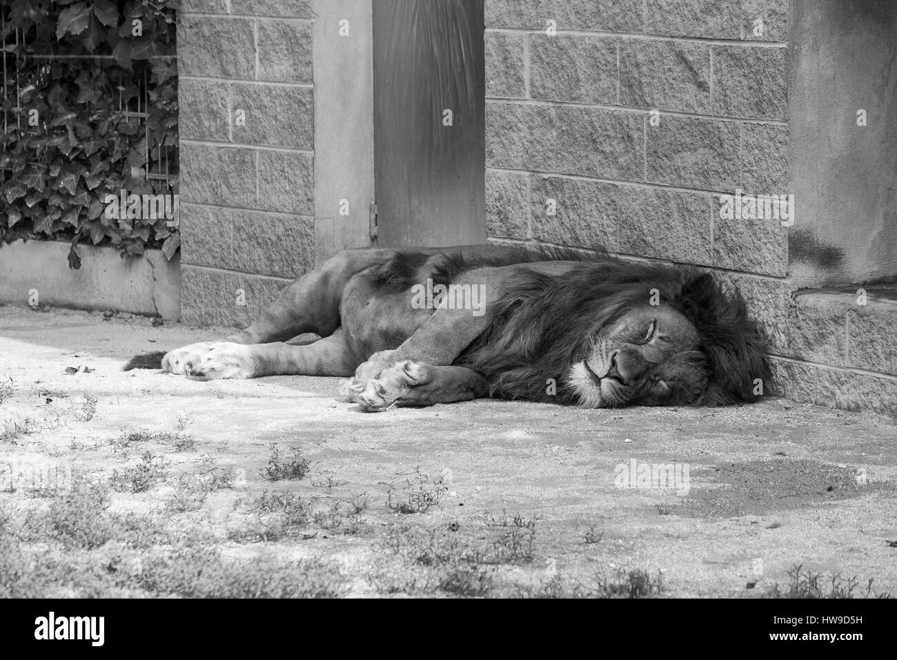 Tired Lion sleeping Stock Photo - Alamy