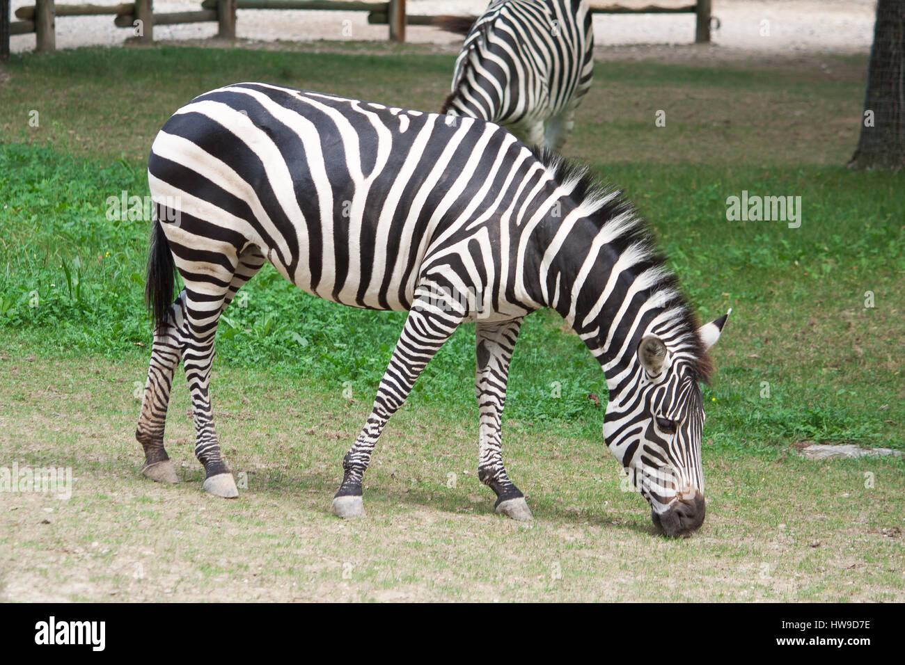 A Zebra eating Stock Photo - Alamy