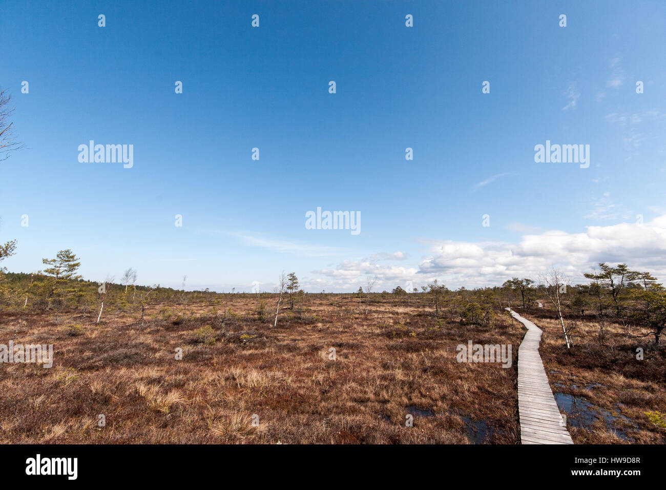 swamp view with trees and boardwalk Stock Photo - Alamy