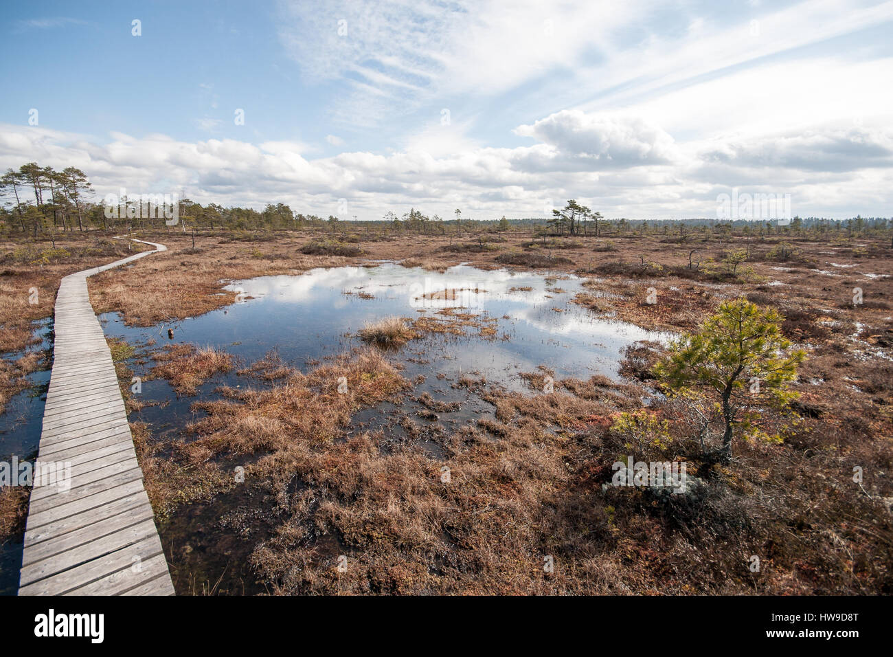 swamp view with trees and boardwalk Stock Photo - Alamy