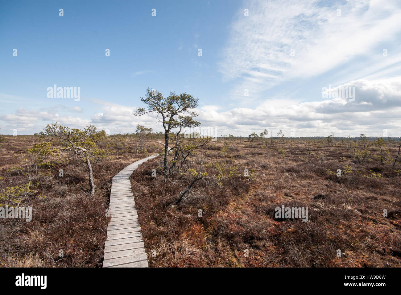 swamp view with trees and boardwalk Stock Photo - Alamy