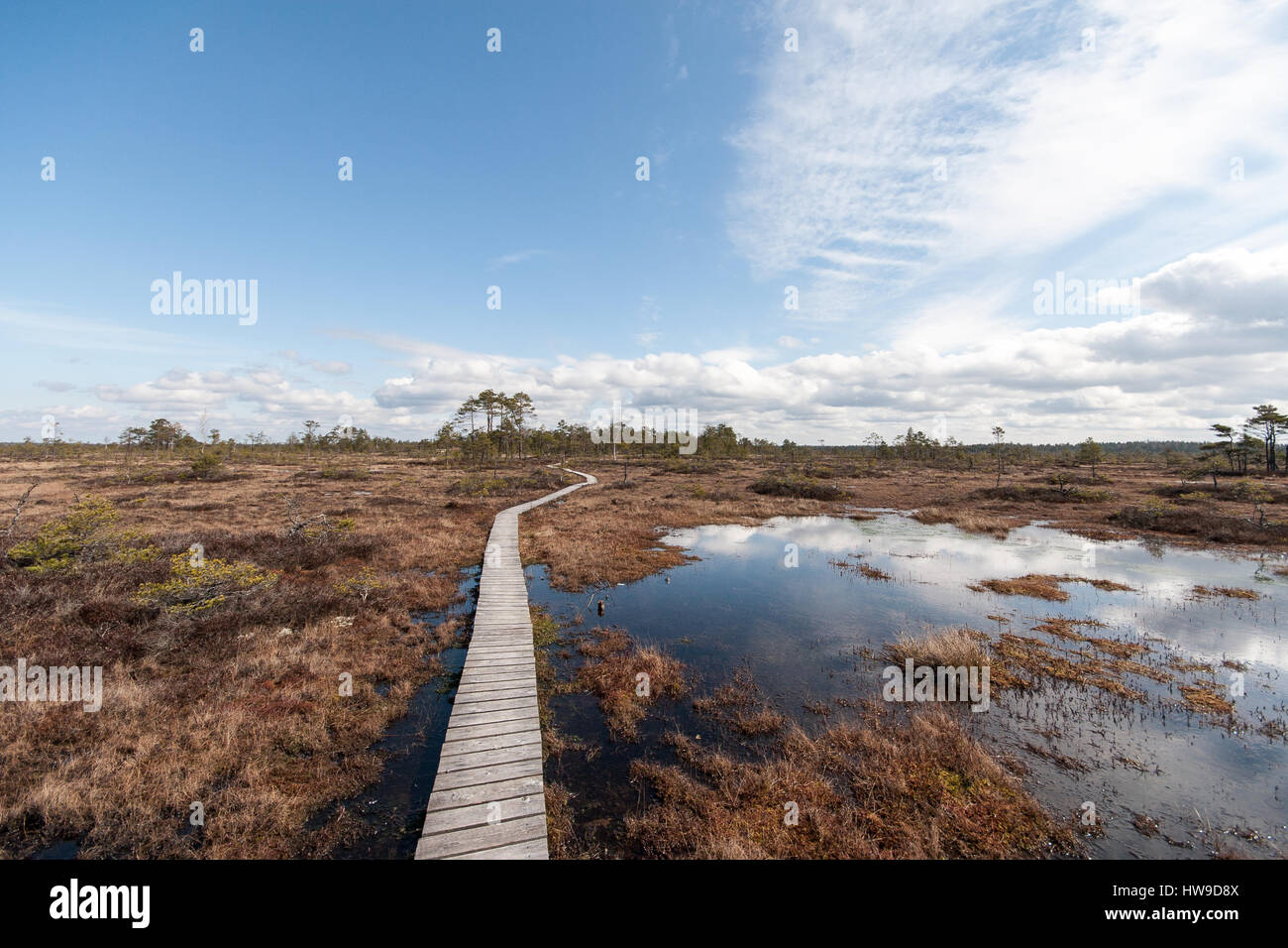 swamp view with trees and boardwalk Stock Photo - Alamy
