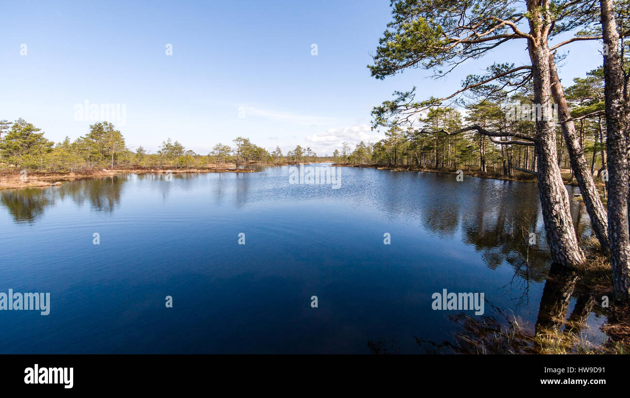 swamp view with trees and lake Stock Photo - Alamy