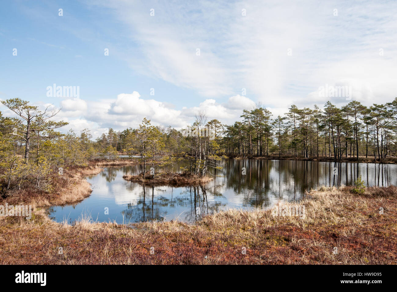 swamp view with trees and lake Stock Photo - Alamy