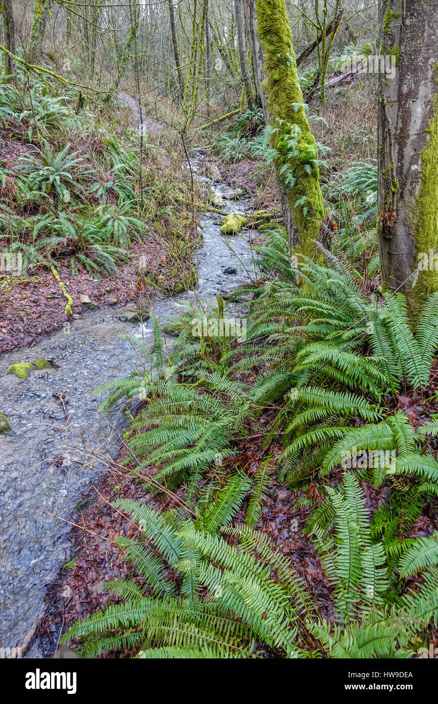 A stream flows through Dash Point State Park in Washington State. Ferns ...
