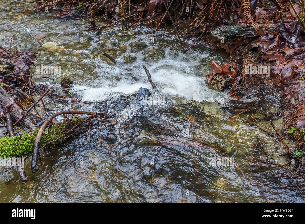 A closeup shot of a Pacific Northwest streambed with clear water and ...