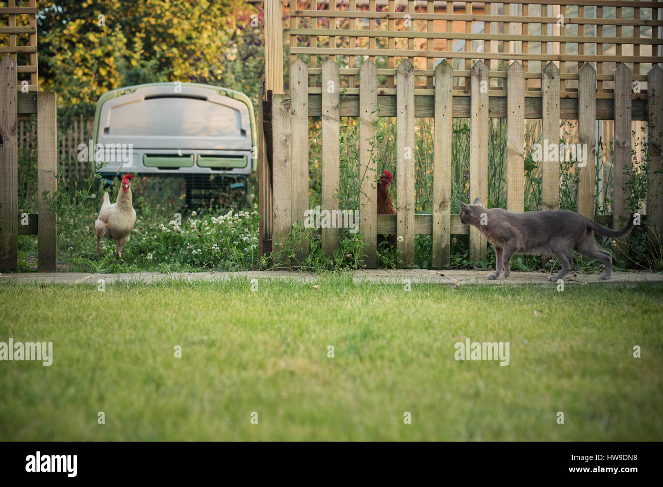 Cat and chickens hi-res stock photography and images - Alamy