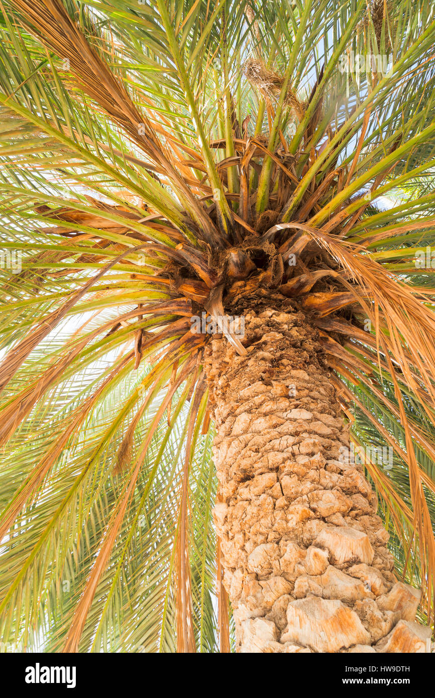 Tropical palm tree Stock Photo - Alamy