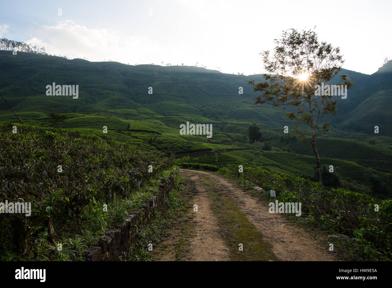 tea plantations, near Hatton, Sri Lanka Stock Photo - Alamy