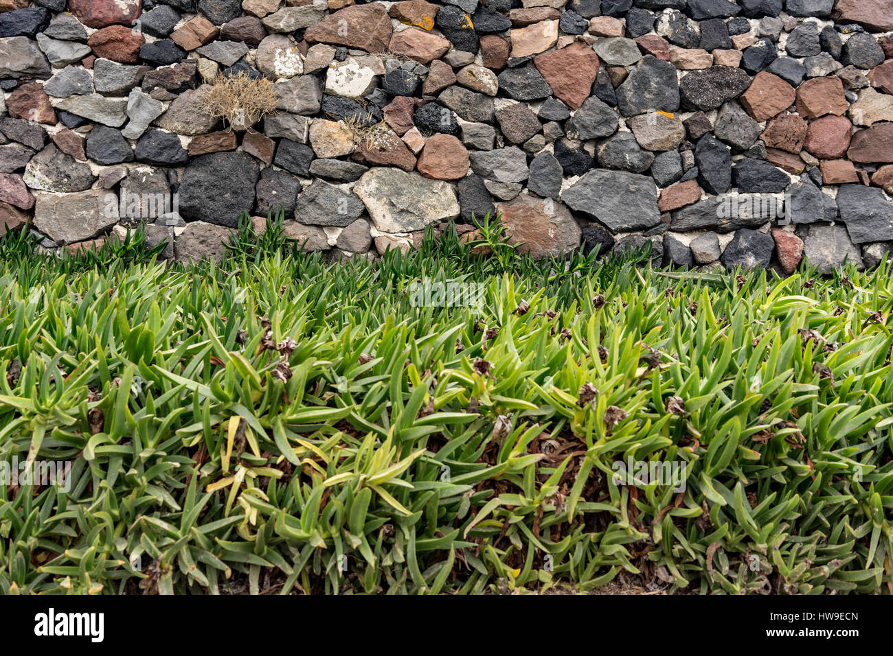 Close up garden Stock Photo - Alamy
