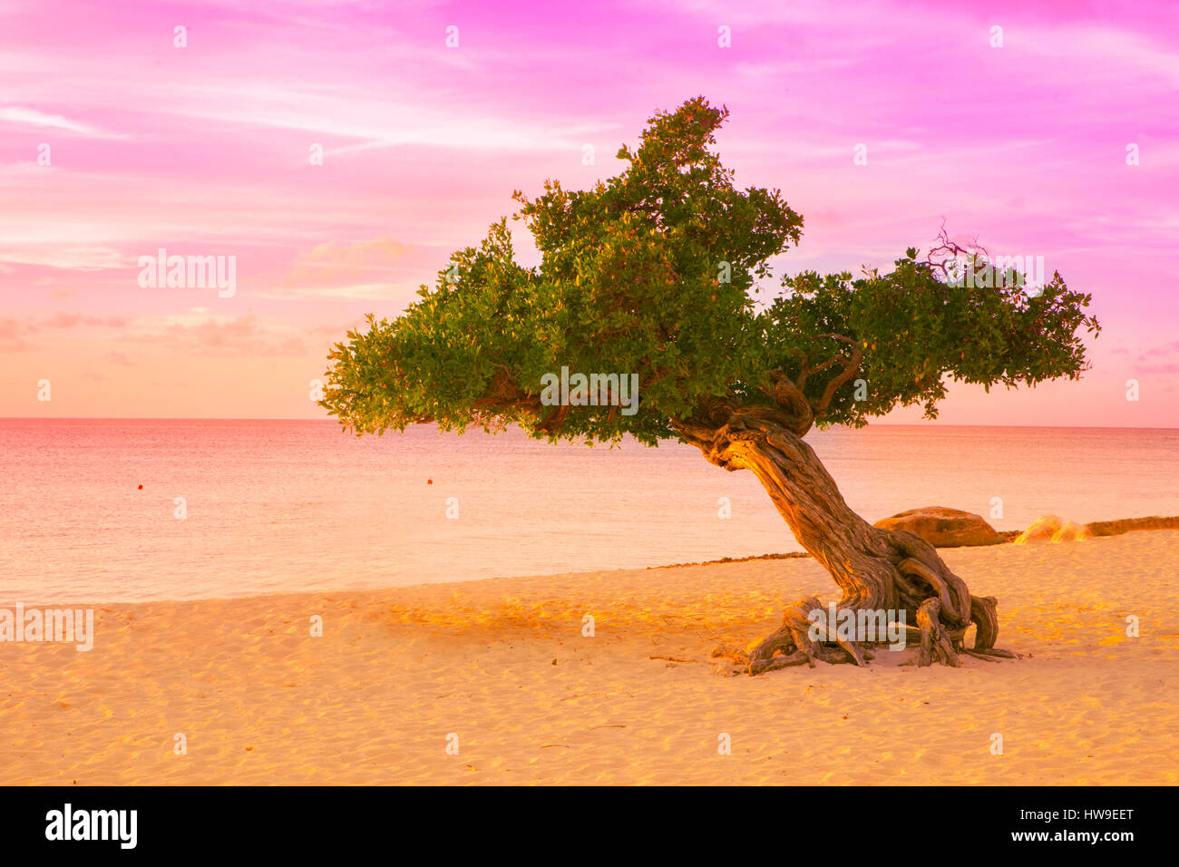 Divi divi tree hi-res stock photography and images - Alamy