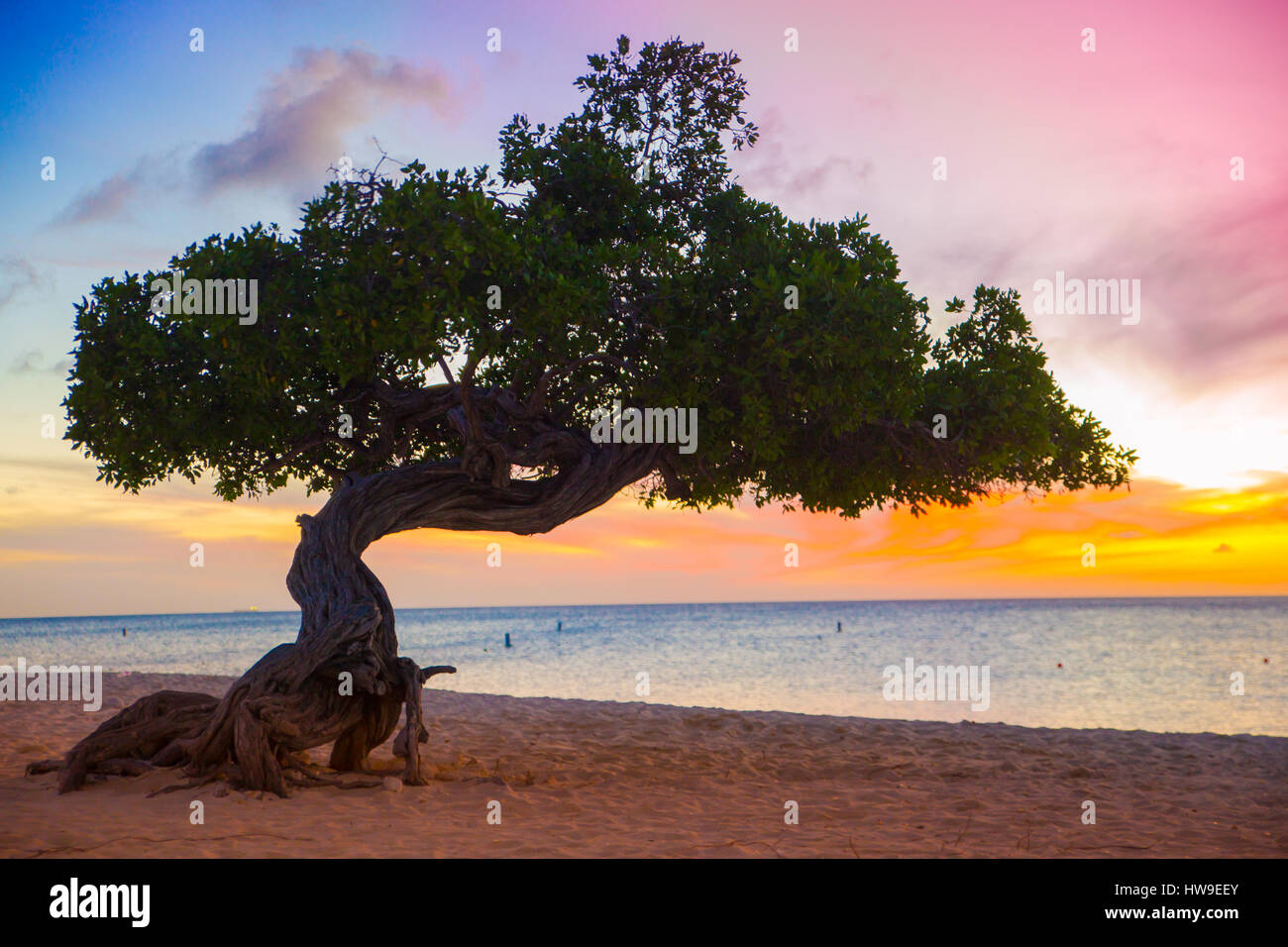 Beautiful divi divi tree at sunset on beach in Aruba Stock Photo - Alamy
