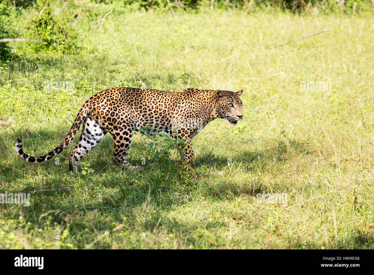 Leopard yala wildlife park sri lanka hi-res stock photography and ...