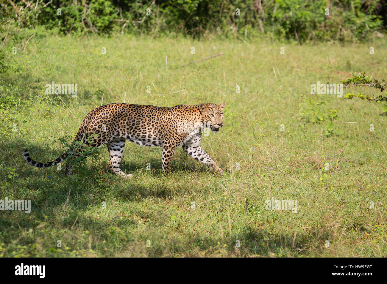 asian leopard in Yala National Park, Sri Lanka Stock Photo - Alamy