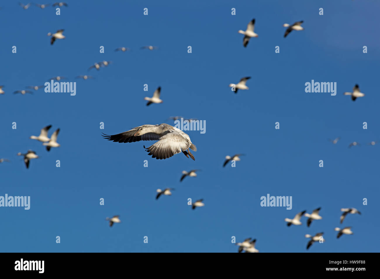 Snow geese in flight during the spring migration at Middle Creek ...