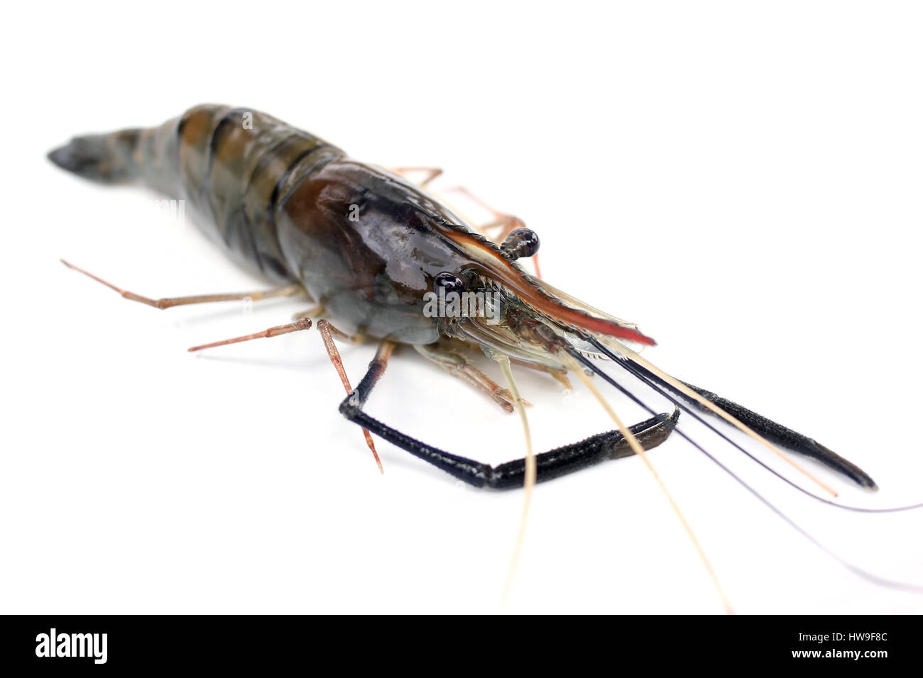 fresh raw prawn isolated on white background Stock Photo - Alamy